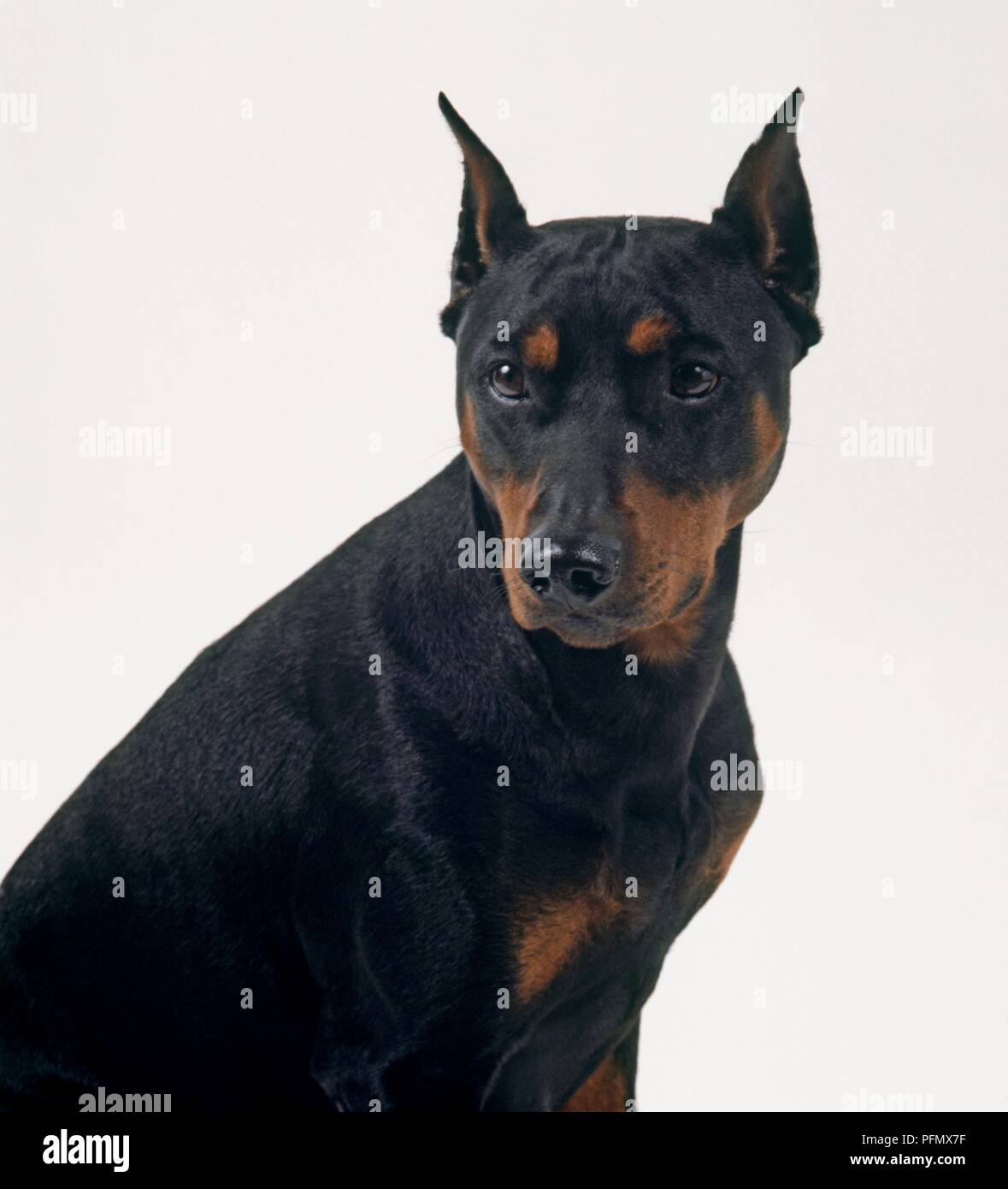 A German Pinscher dog facing forward Stock Photo - Alamy