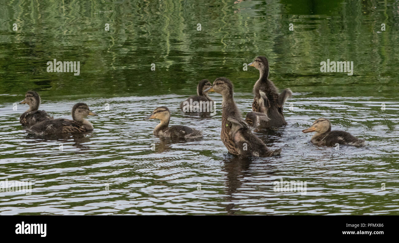 Ducklings swimming in water hi-res stock photography and images - Alamy