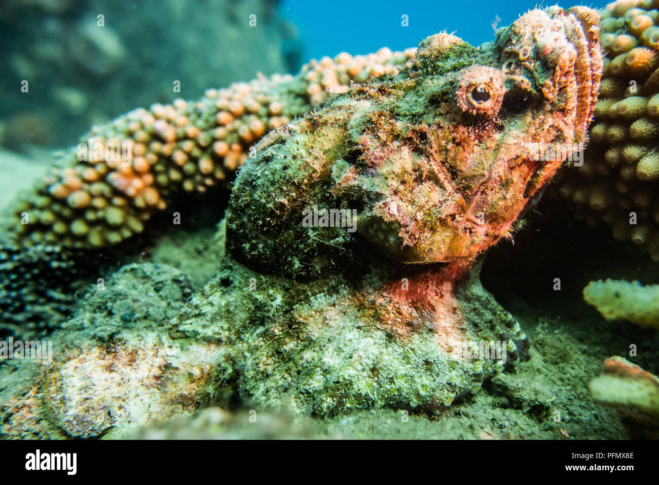 Octopus king of camouflage in the Red Sea, eilat israel a.e Stock Photo ...
