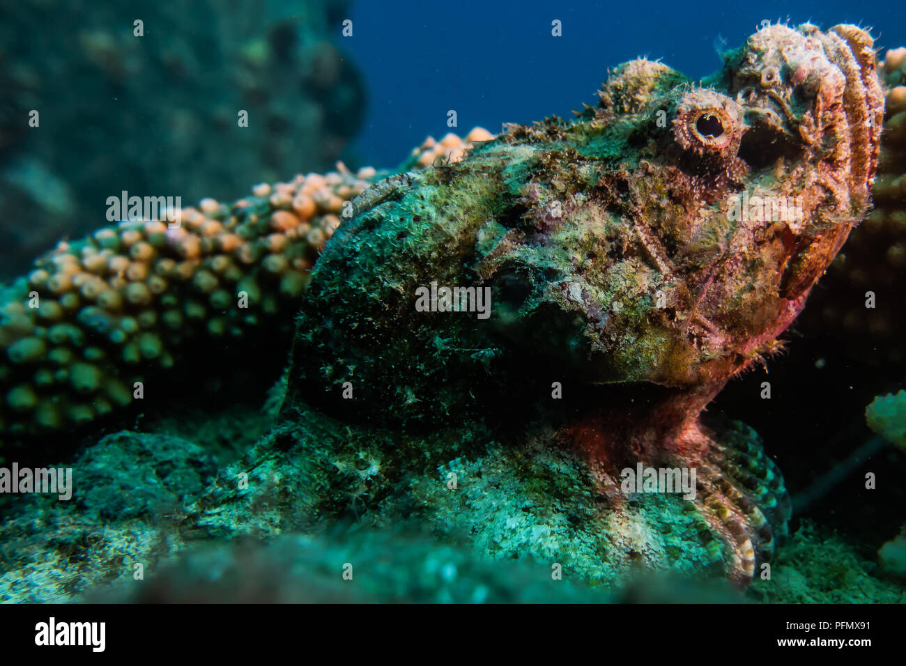 Octopus king of camouflage in the Red Sea, eilat israel a.e Stock Photo ...