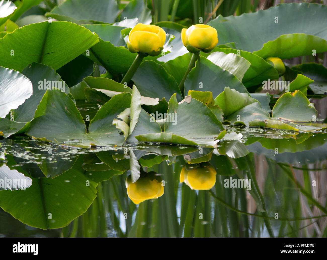 Water lillies and lilly pads in a pond Stock Photo - Alamy