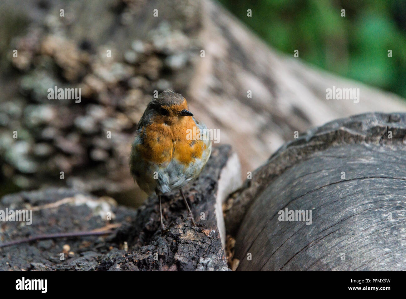 Robin sitting on a log hi-res stock photography and images - Alamy
