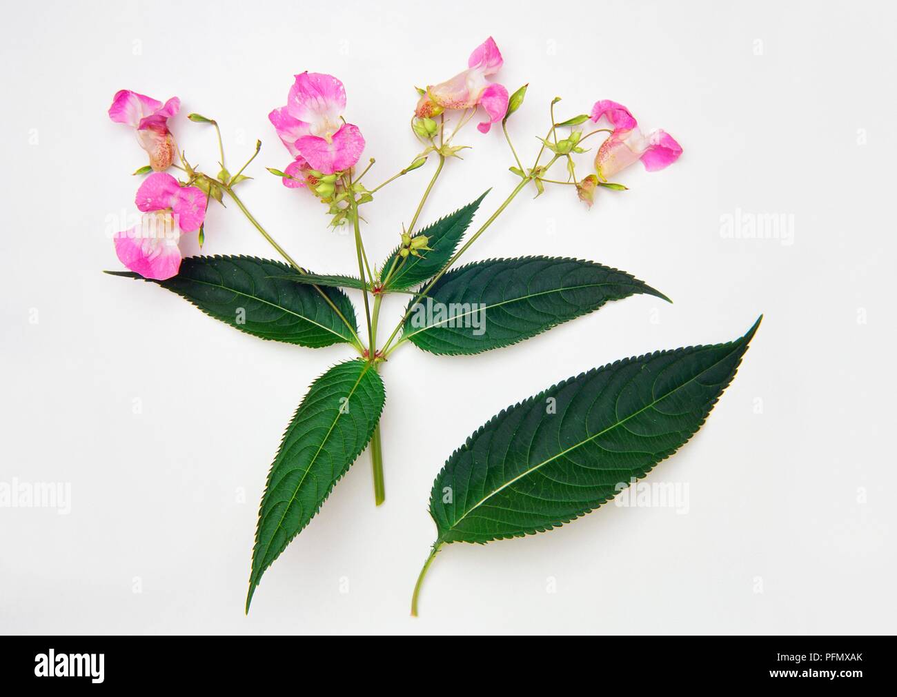 Impatiens glandulifera (Himalayan balsam) leaves and pink flowers Stock ...