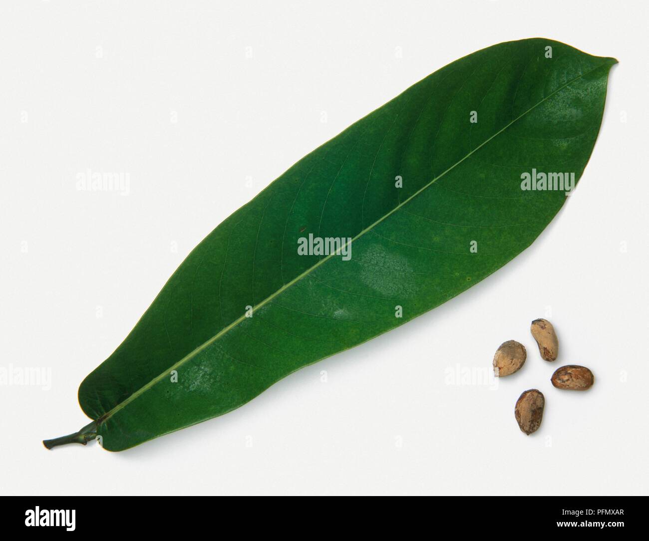 Leaf and seeds of Monodora myristica (Calabash nutmeg), close-up Stock ...