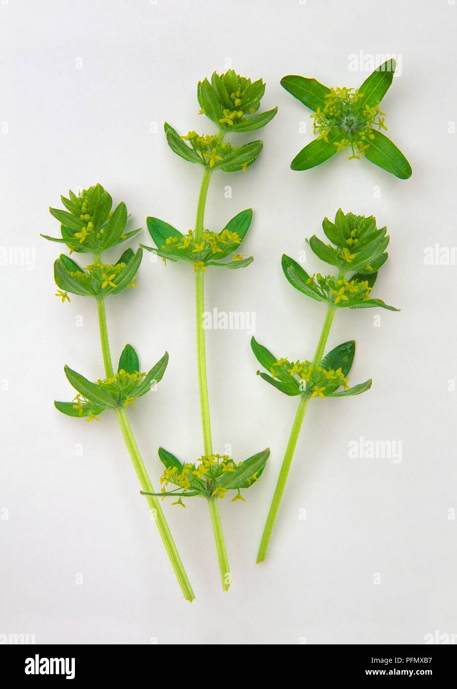 Leaf whorl hi-res stock photography and images - Alamy