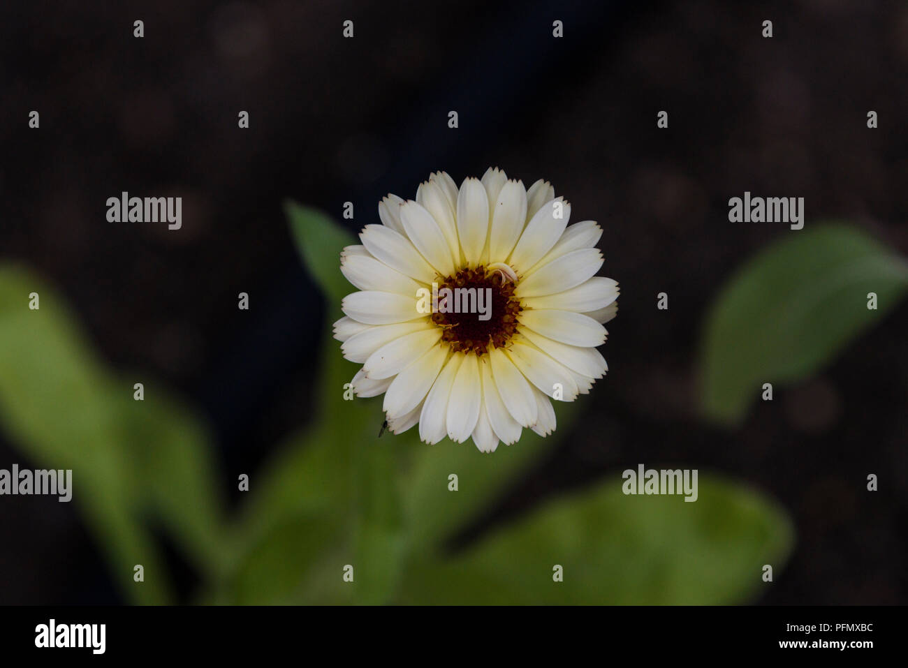 A close up of the flower of a Calendula officinalis 'snow Princess ...