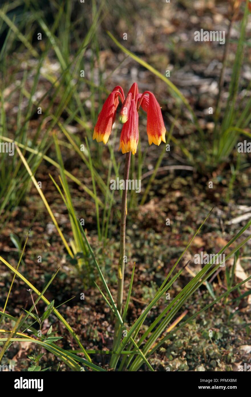 Blandfordia grandiflora (Large Christmas bell Stock Photo - Alamy