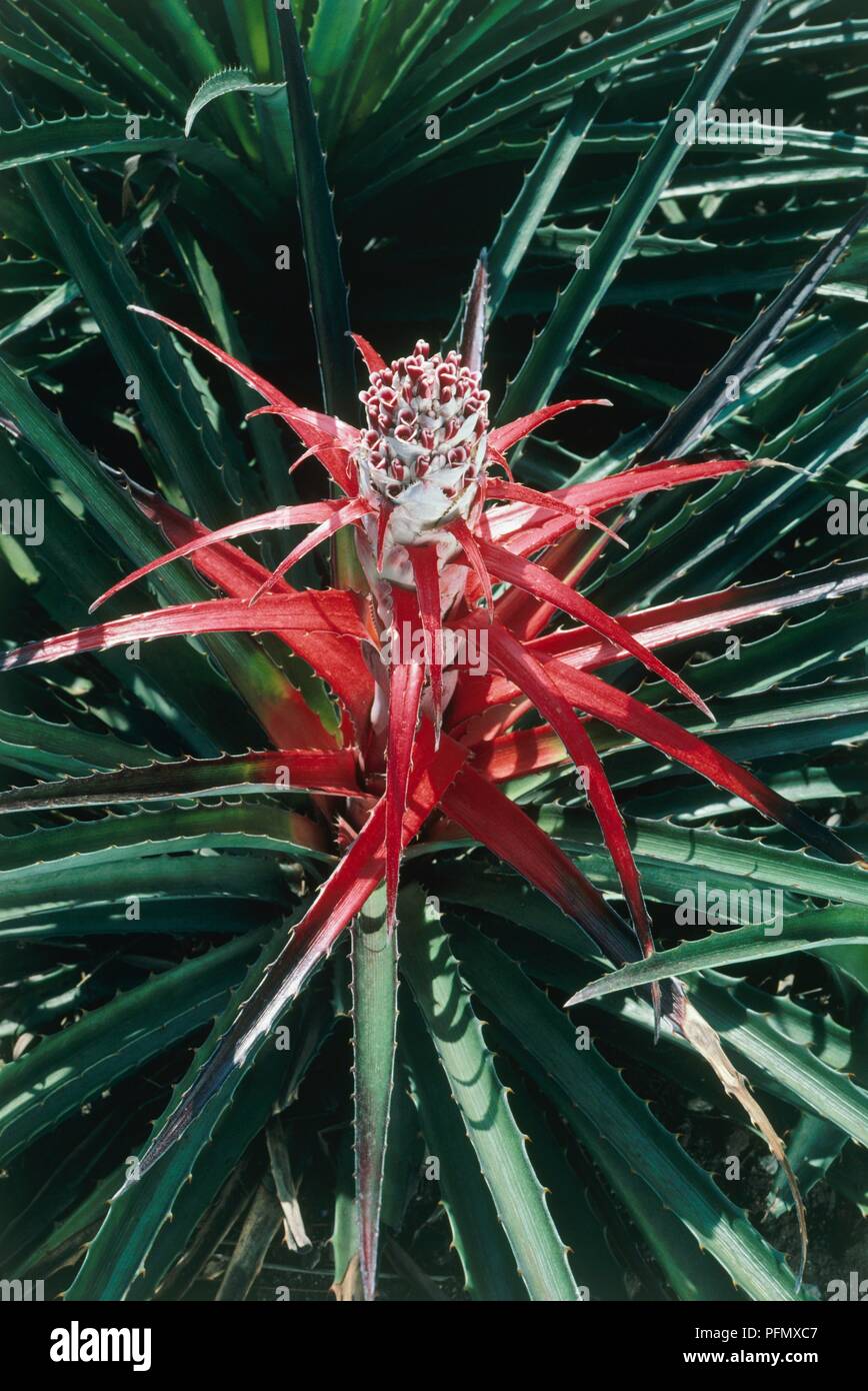 Bromelia balansae (Heart of flame), close-up Stock Photo - Alamy