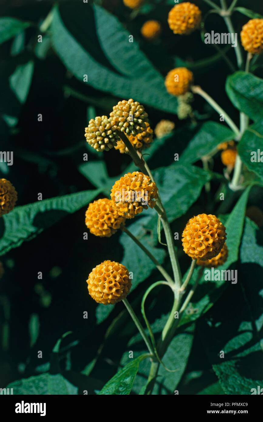 Buddleia globosa hi-res stock photography and images - Alamy
