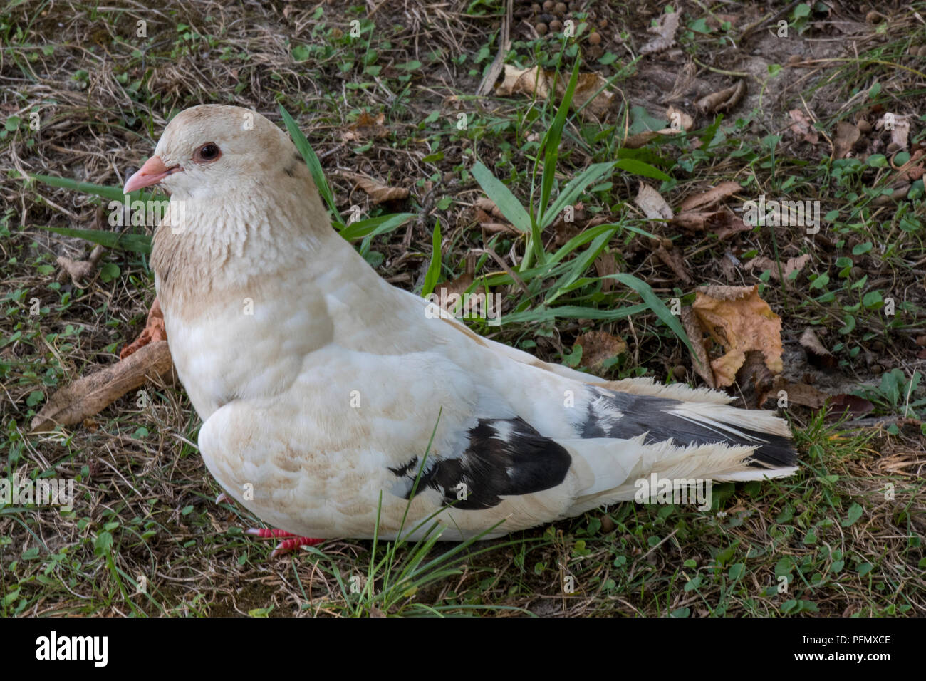 Tippler Pigeons Eye Sign