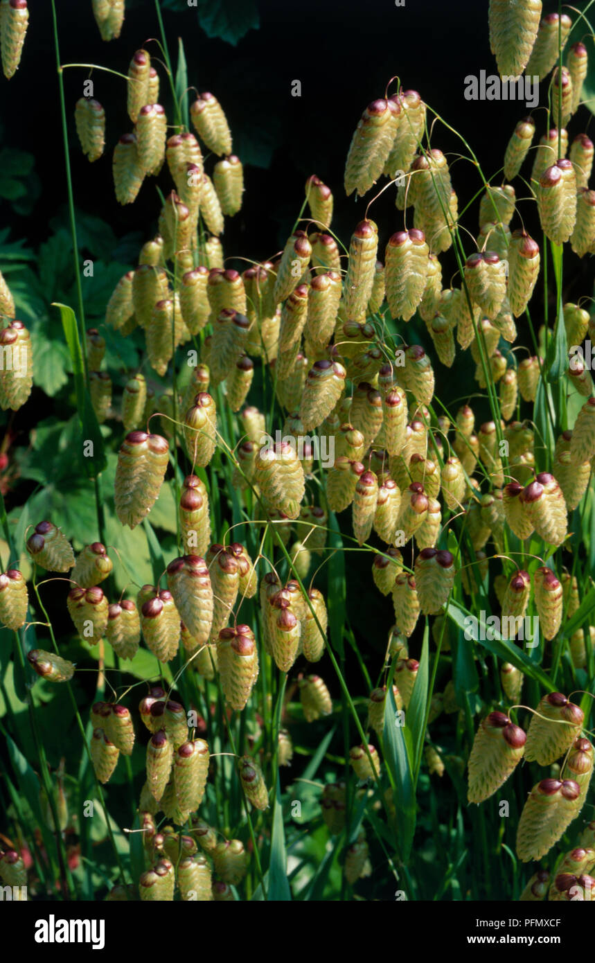 Briza maxima (Great Quaking Grass) with nodding summer flowers on tall ...