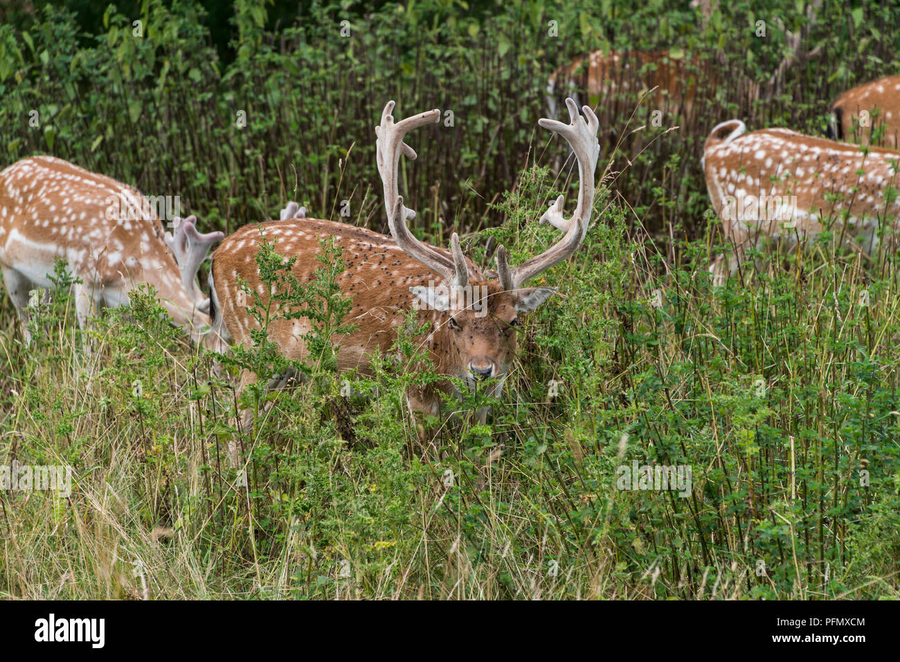 A male fallow deer (Dama dama) with other fallow deer in nettles ...