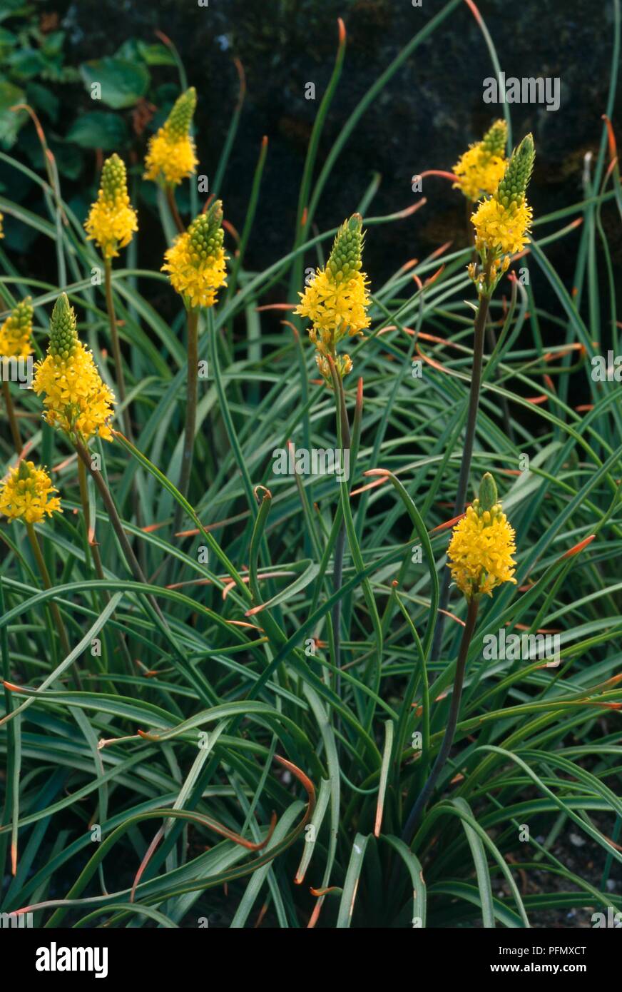 Bulbinella hookeri hi-res stock photography and images - Alamy