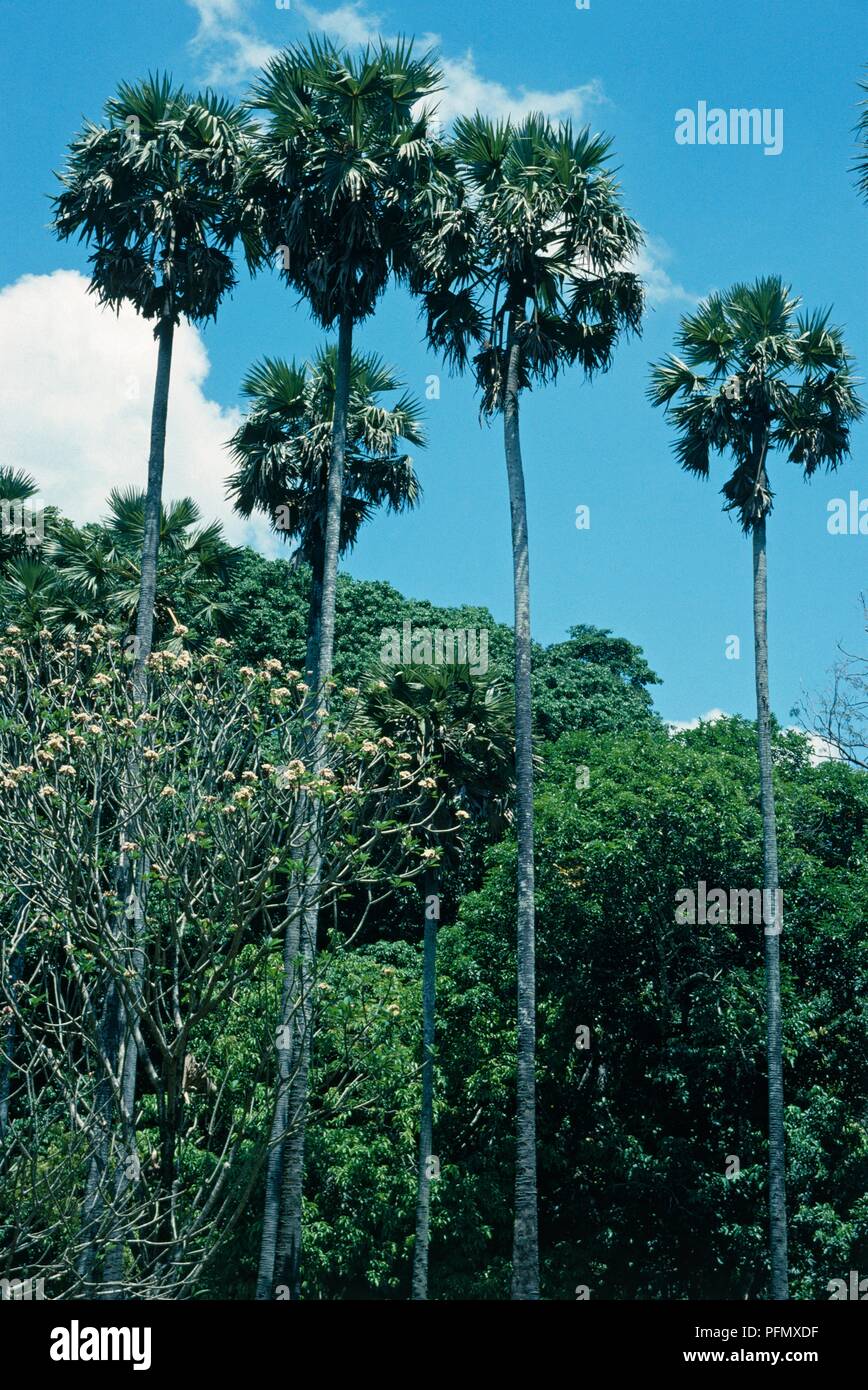 Borassus leaf hi-res stock photography and images - Alamy