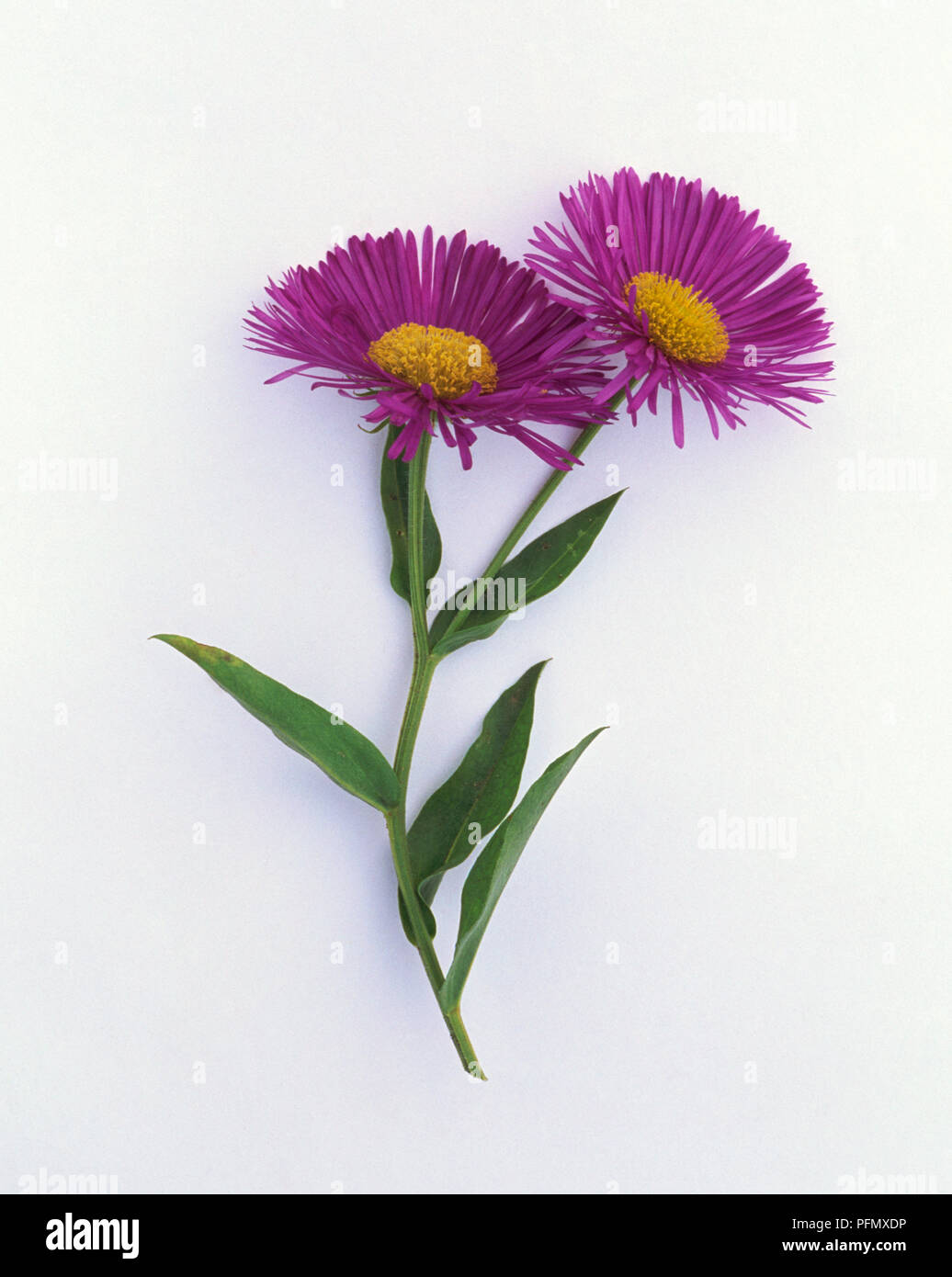 Erigeron 'Dignity' (Fleabane), pink flowers with yellow stamen and ...