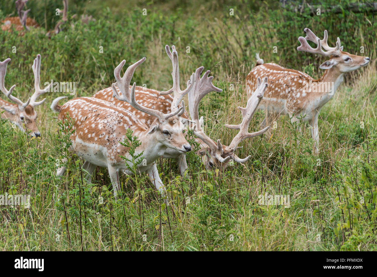 A herd of male fallow deer (Dama dama) eating nettles (Urtica dioica ...