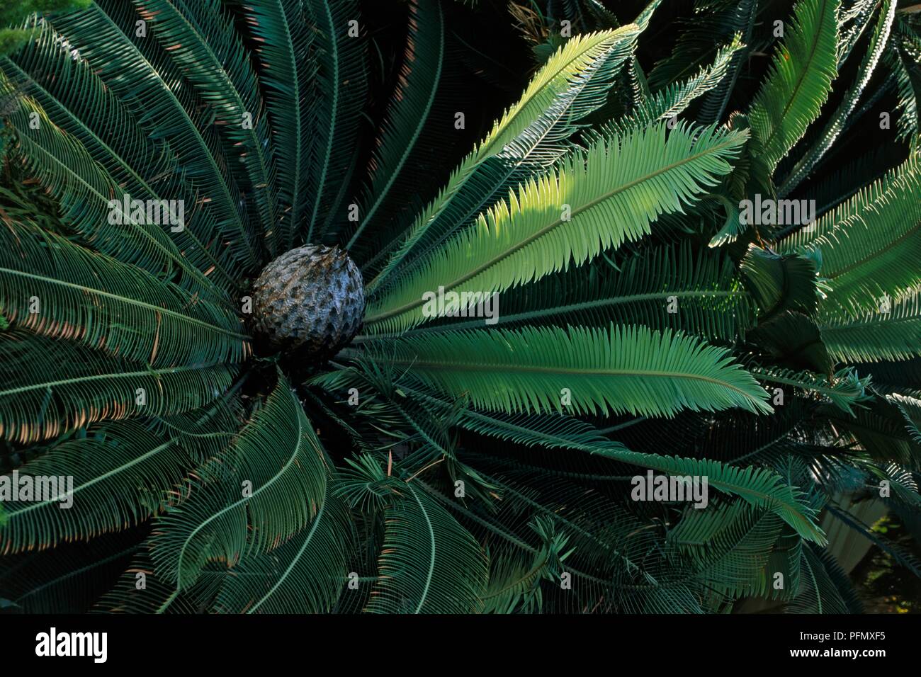 Dioon edule (Mexican fern palm, Palma de la Virgen Stock Photo - Alamy