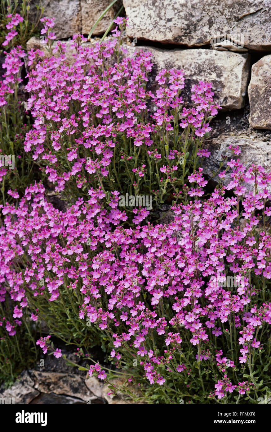 Erinus alpinus (Fairy foxglove) with abundance of deep pink flowers on ...