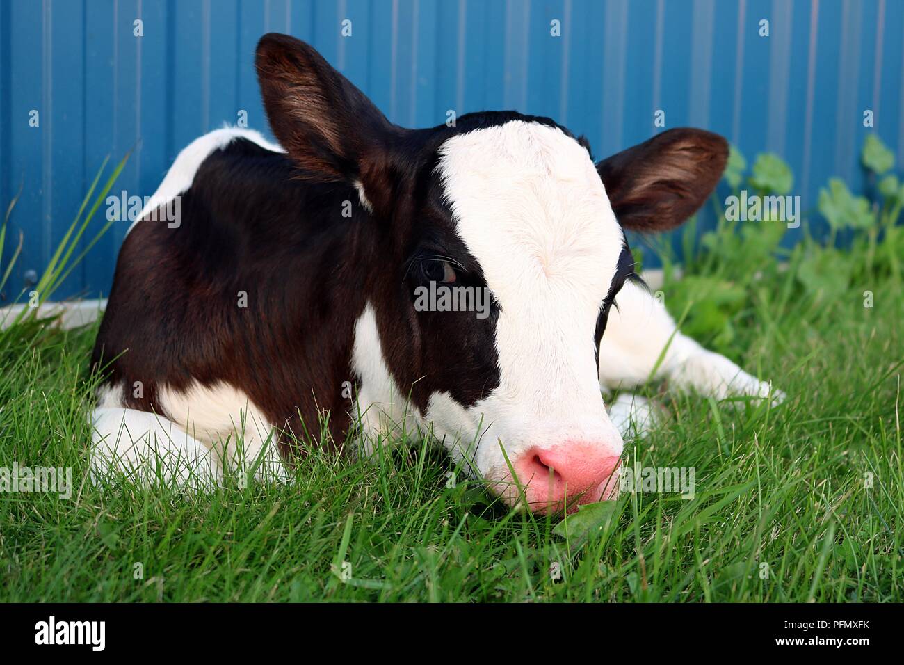 Calf Laying High Resolution Stock Photography and Images - Alamy