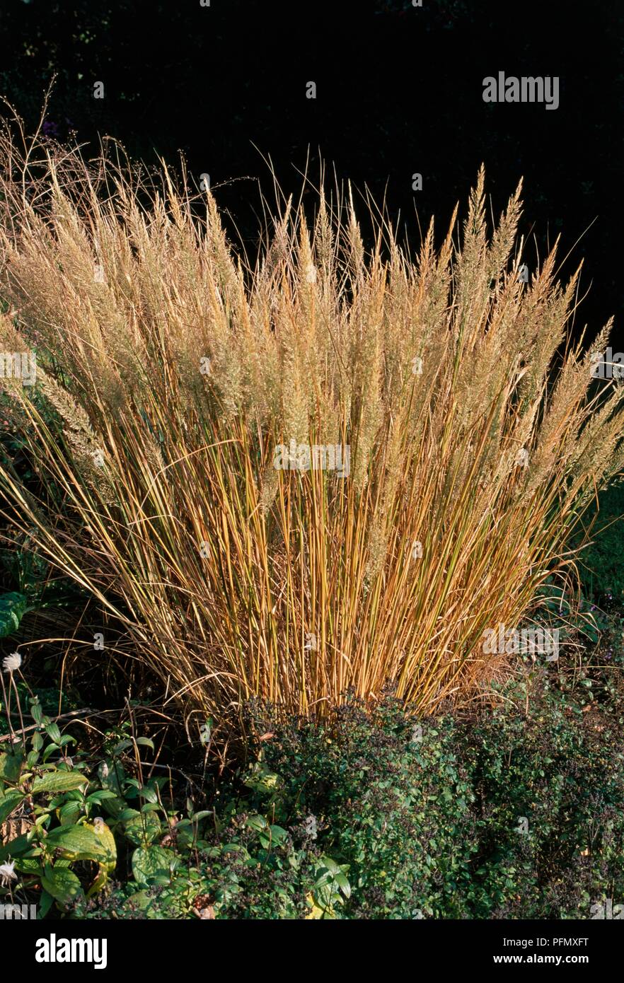 Korean Feather Reed Grass Calamagrostis Brachytricha Korean Feather
