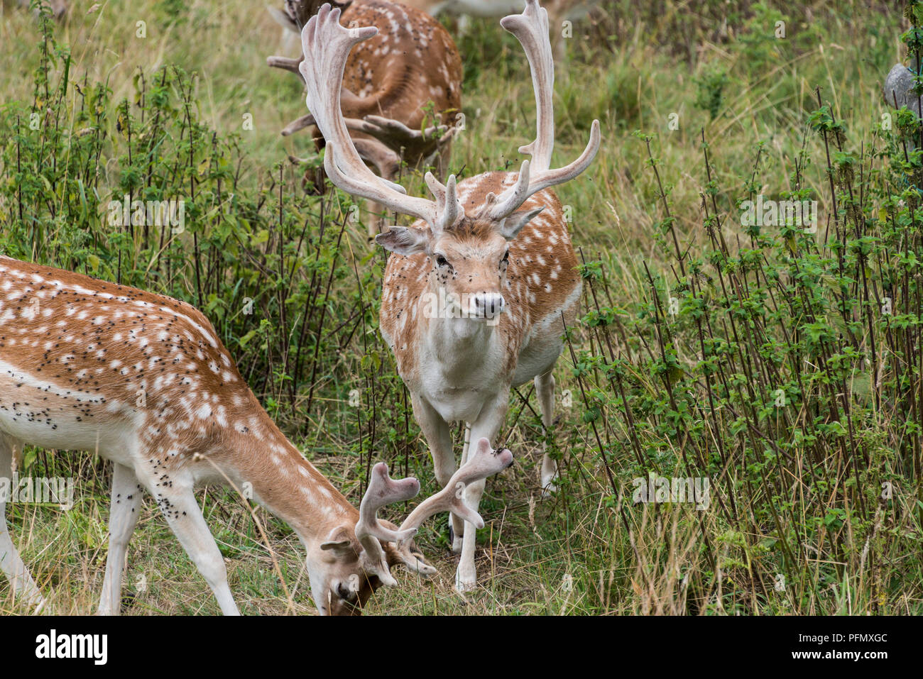 A male fallow deer (Dama dama) with other fallow deer in nettles ...