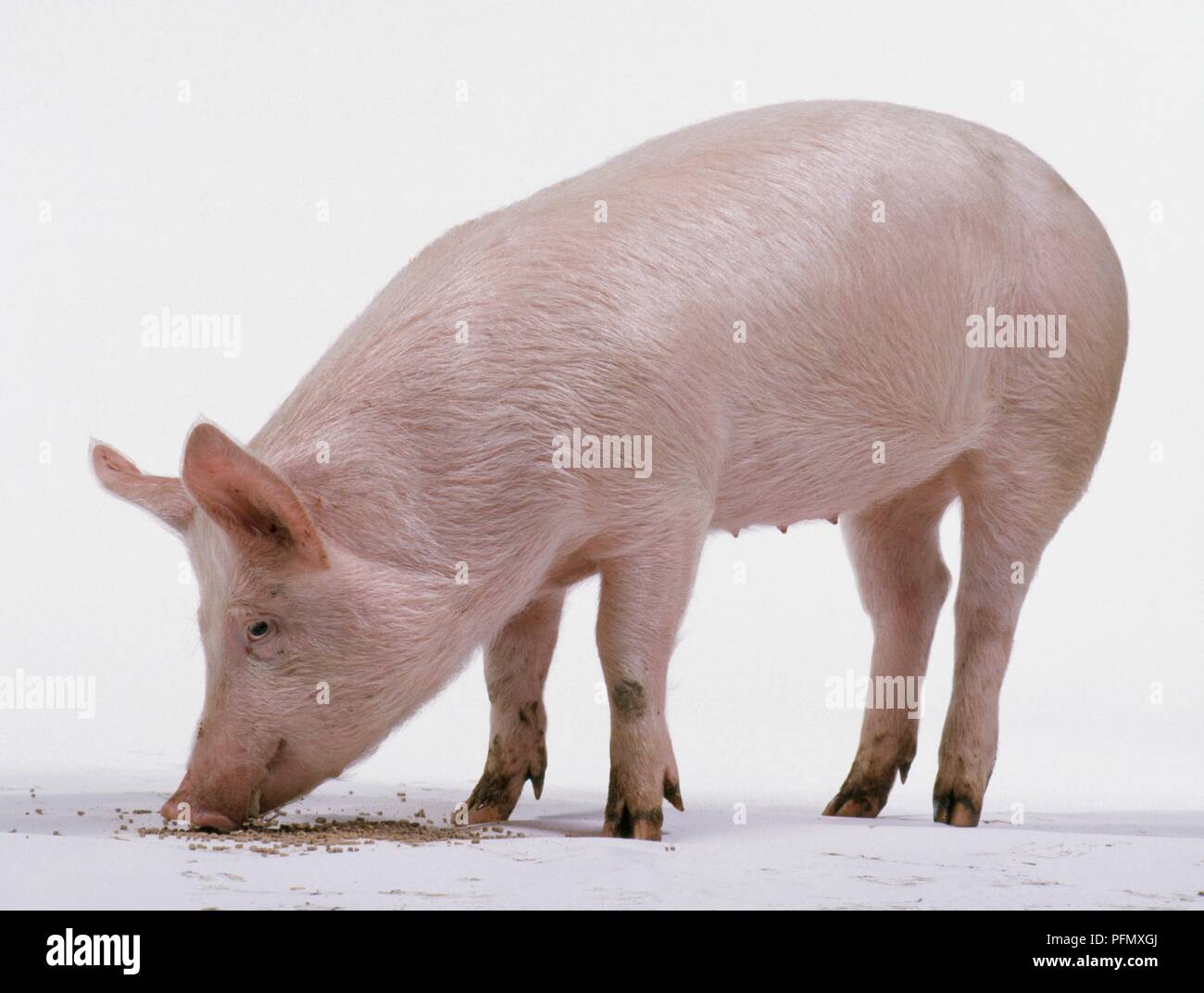 Pink piglet feeding on food on floor Stock Photo - Alamy