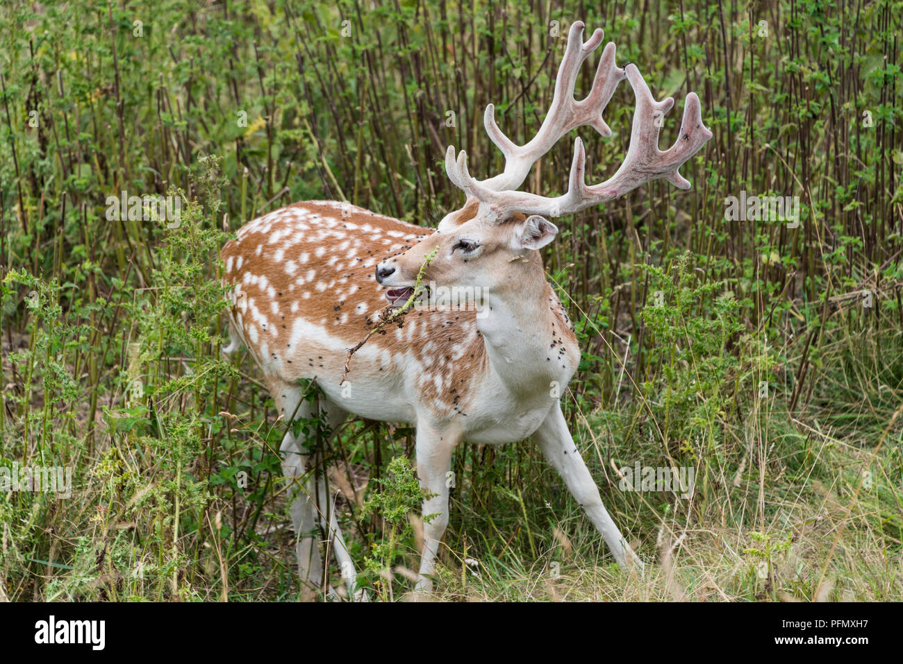 A male fallow deer (Dama dama) eating nettles (Urtica dioica) while ...