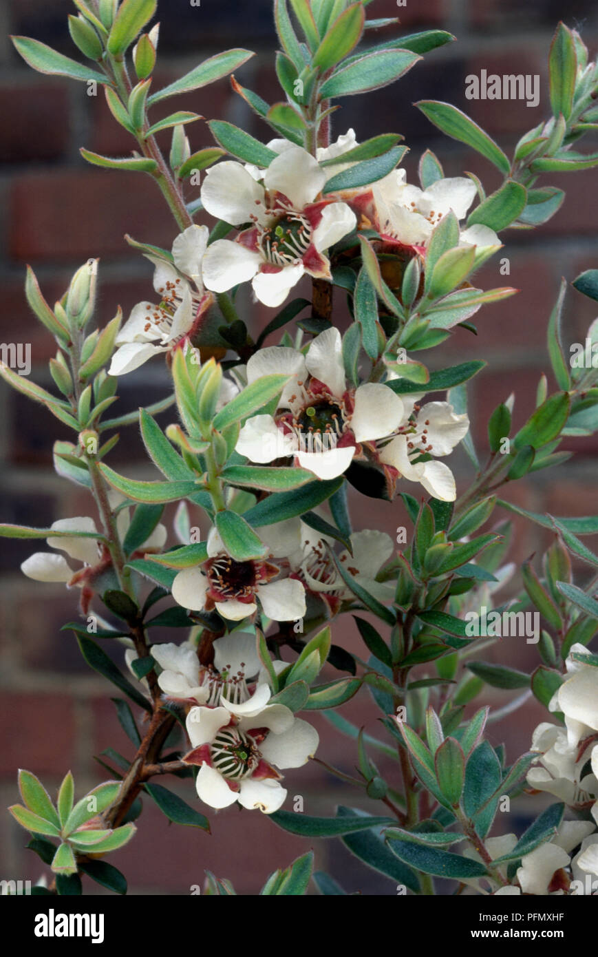 Woolly tea tree flowers hi-res stock photography and images - Alamy
