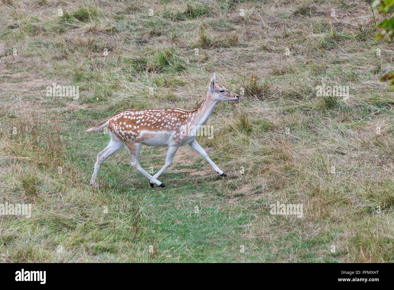 A young fallow deer (Dama dama) running with flies on its face and back ...