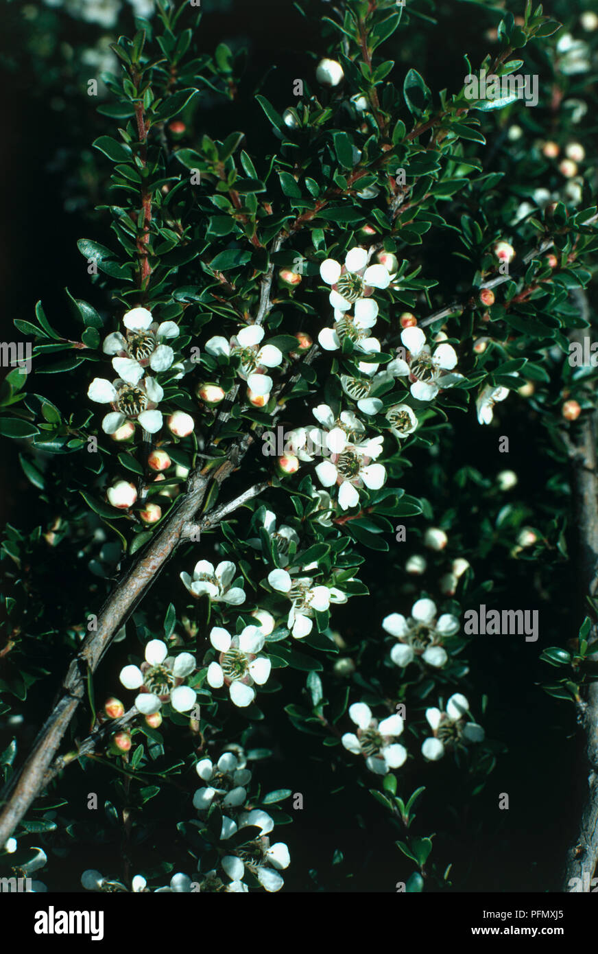 Leptospermum rupestre, with small white flowers and green laeves on ...