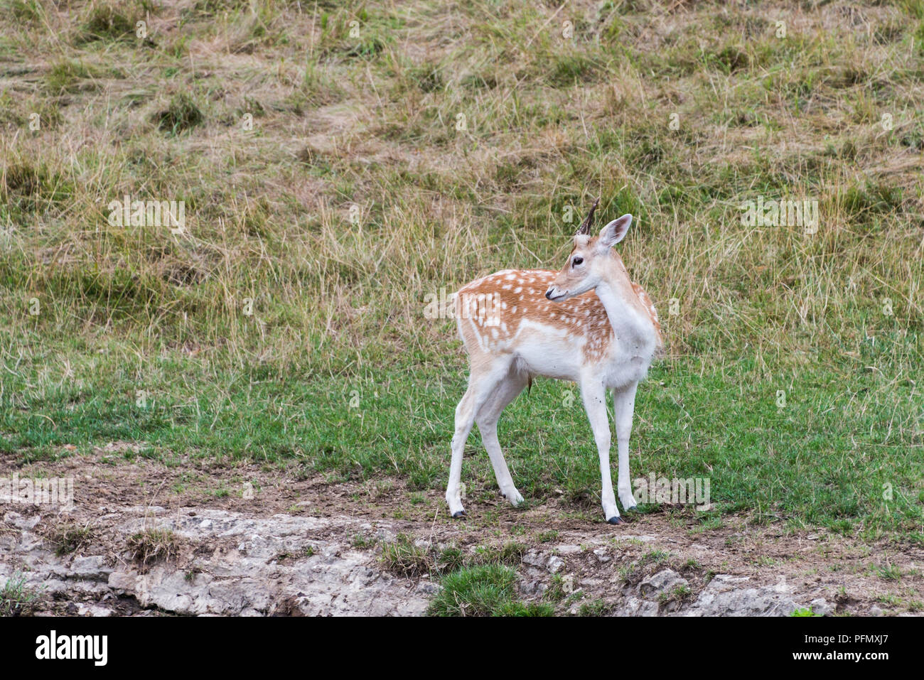 A young male fallow deer (Dama dama Stock Photo - Alamy