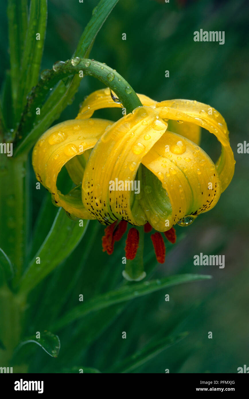 Drooping stem hi-res stock photography and images - Alamy