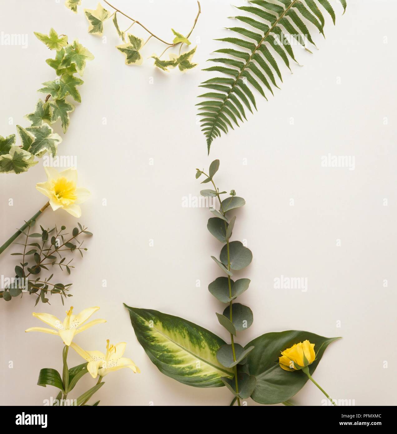 Cane flowers hi-res stock photography and images - Alamy