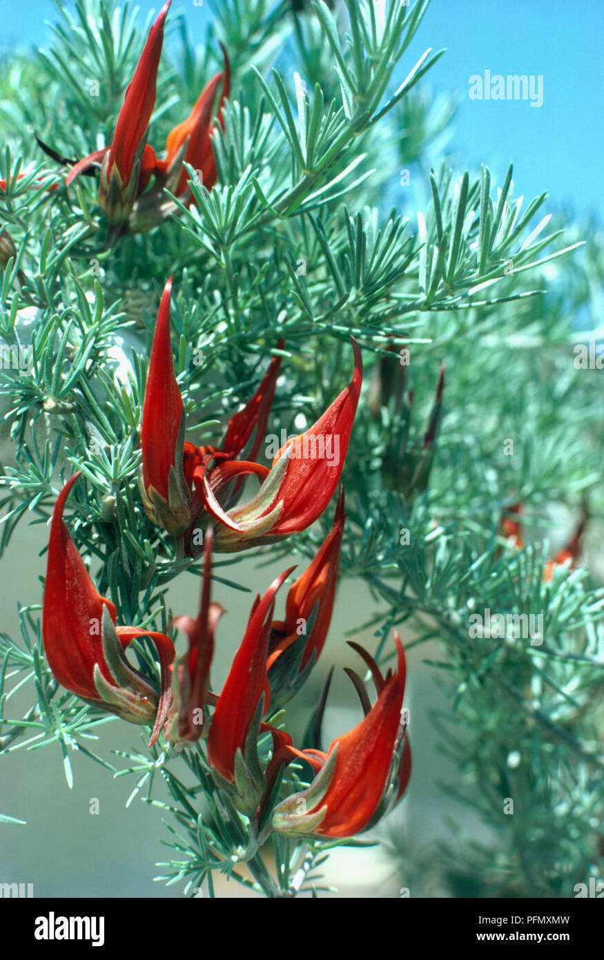 Lotus berthelotii parrots beak hi-res stock photography and images - Alamy