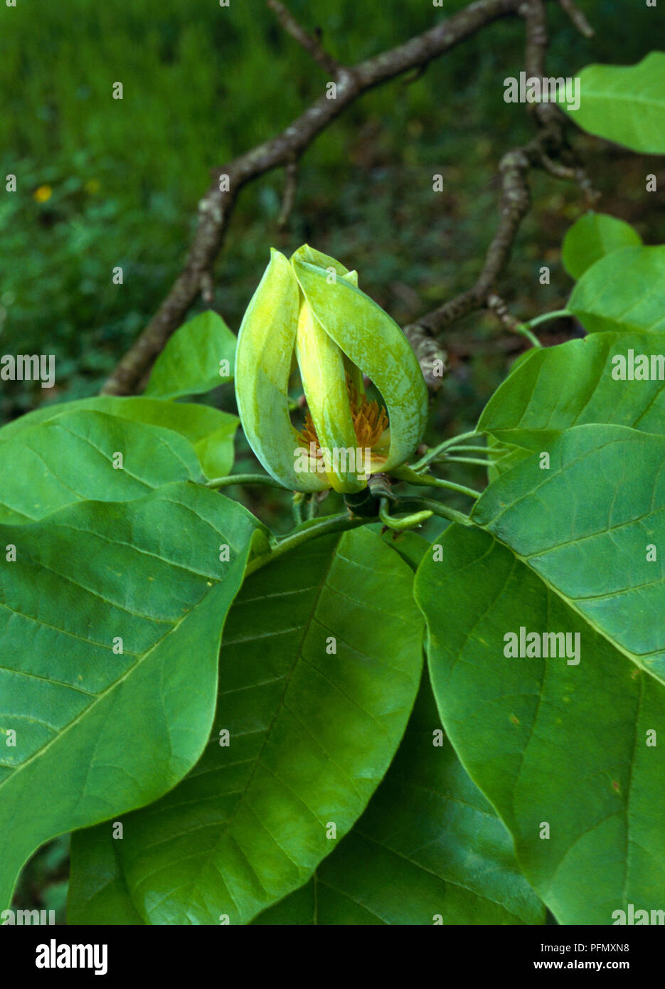 Magnolia acuminata (Cucumber Tree) showing emerging spring flower and ...
