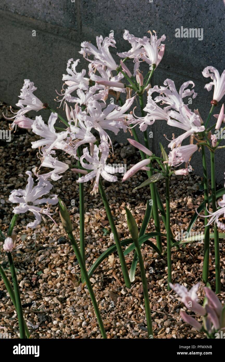Guernsey lily flowers hi-res stock photography and images - Alamy