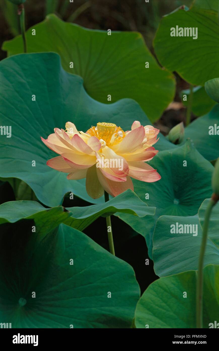 Flower and leaves from Nelumbo 'Mrs Perry D Slocum' (Lotus Stock Photo ...
