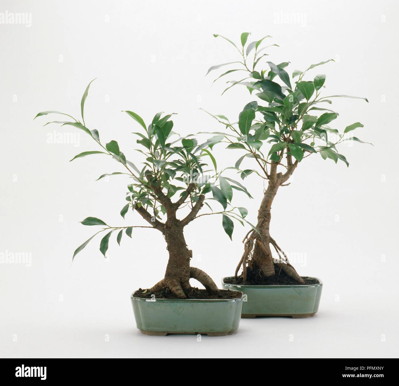 Fan leaf tree hi-res stock photography and images - Alamy