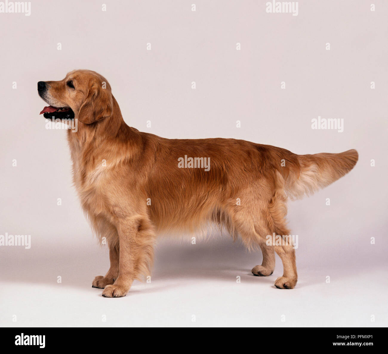 Golden Retriever, side view Stock Photo - Alamy