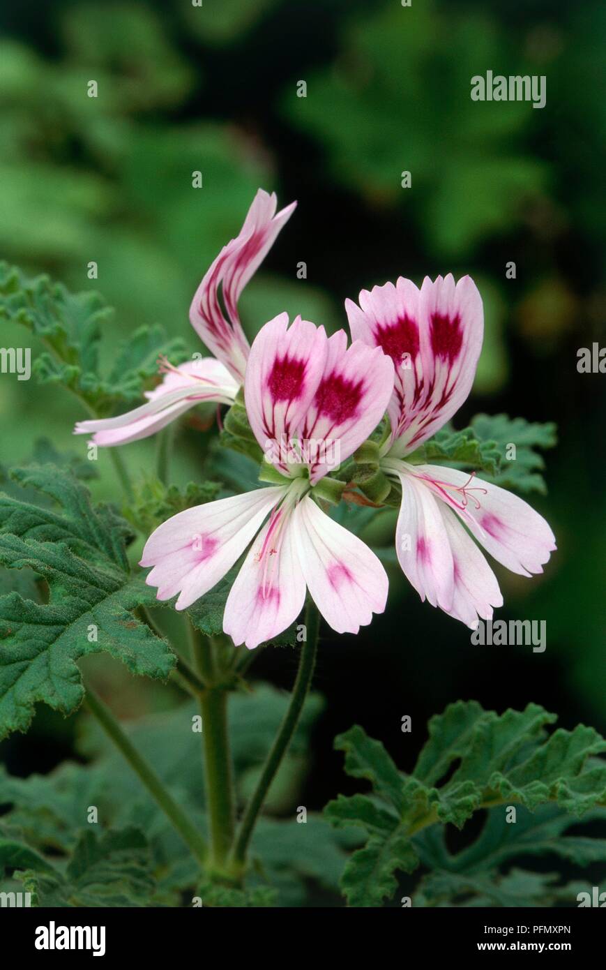 Flowers and leaves from Pelargonium 'Fair Ellen', close-up Stock Photo ...