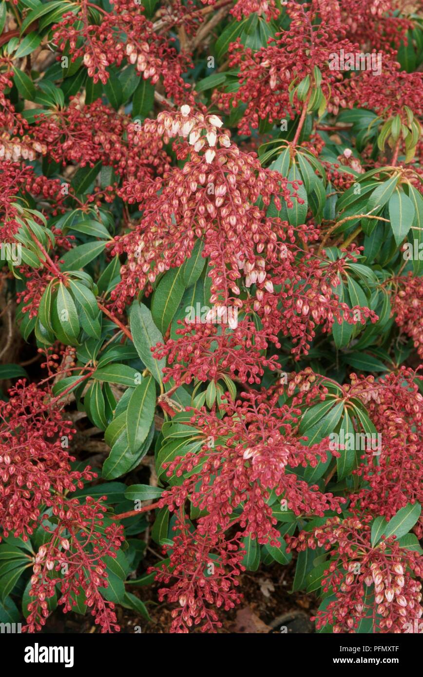 Leaves and red flowers from Pieris japonica 'Blush', close-up Stock ...