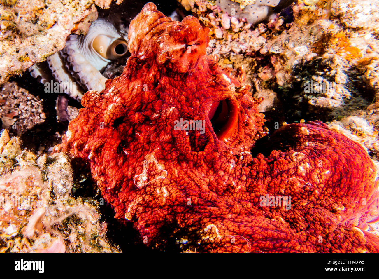 Octopus king of camouflage in the Red Sea, eilat israel a.e Stock Photo ...
