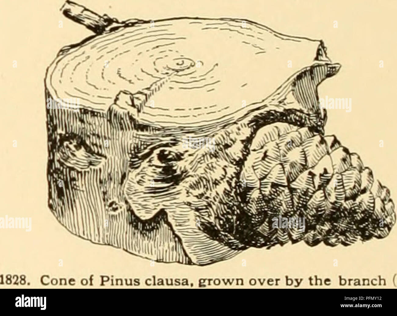 The Sand Pine, also known as Pinus Inops, is native to North America ...