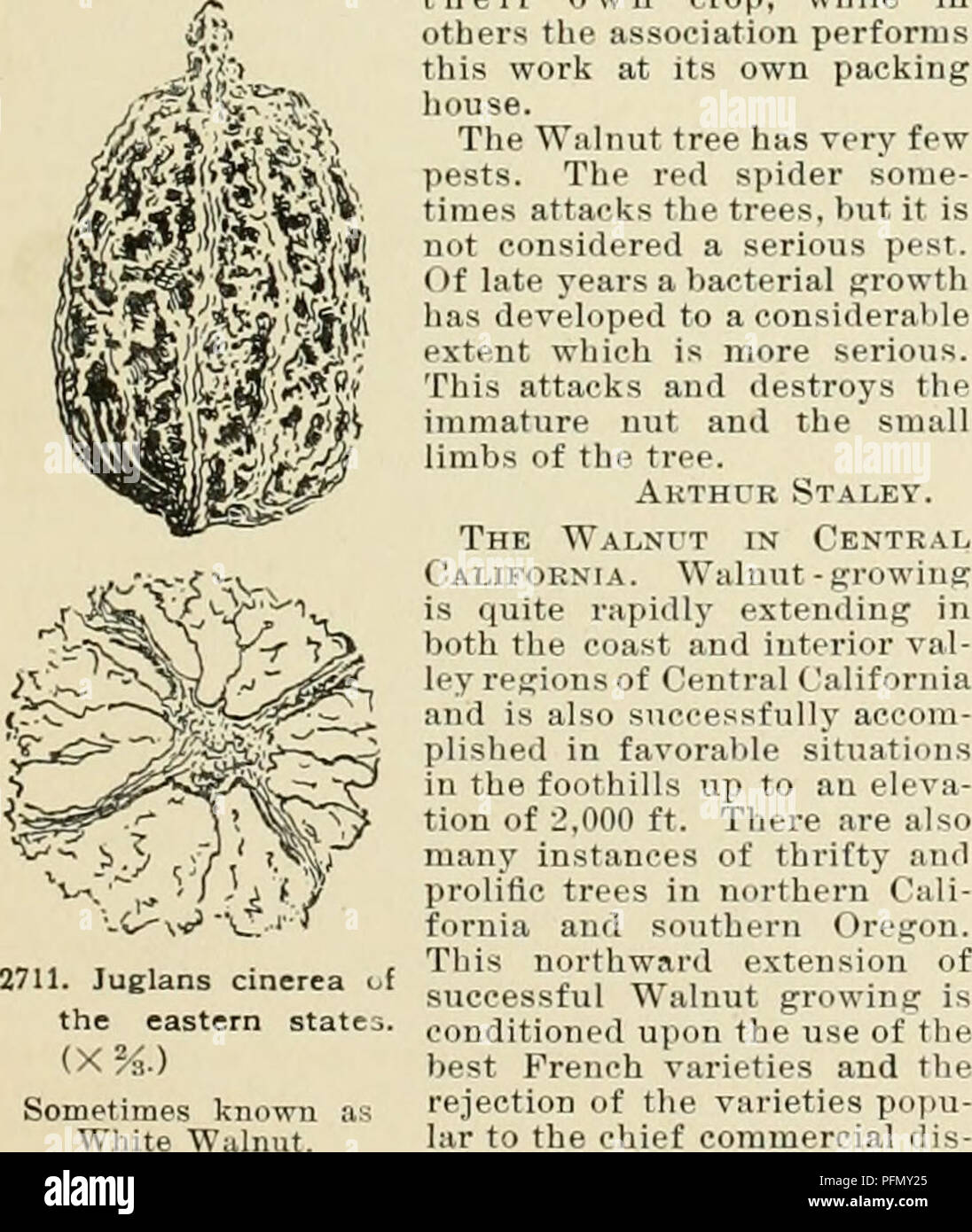 Walnut blight hi-res stock photography and images - Alamy