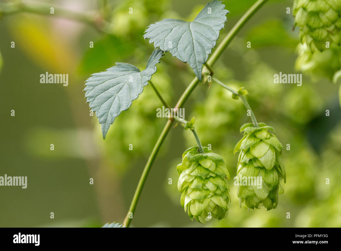 Humulus lupulus female england hi-res stock photography and images - Alamy
