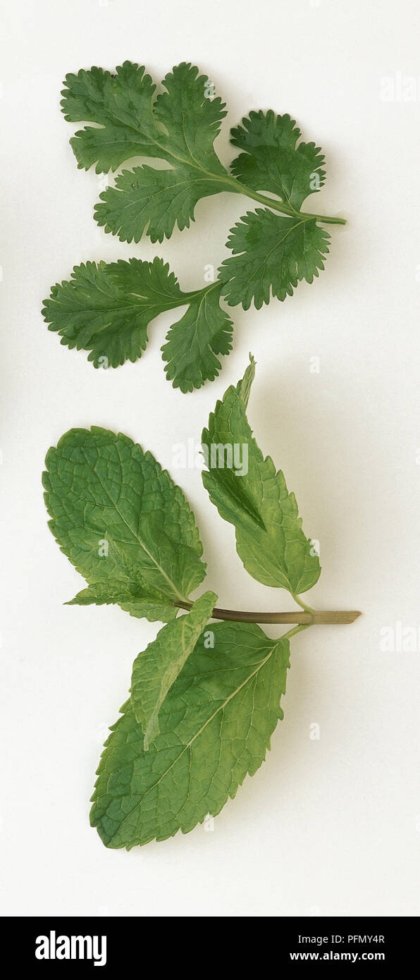 Fresh herb leaves of coriander and mint Stock Photo - Alamy