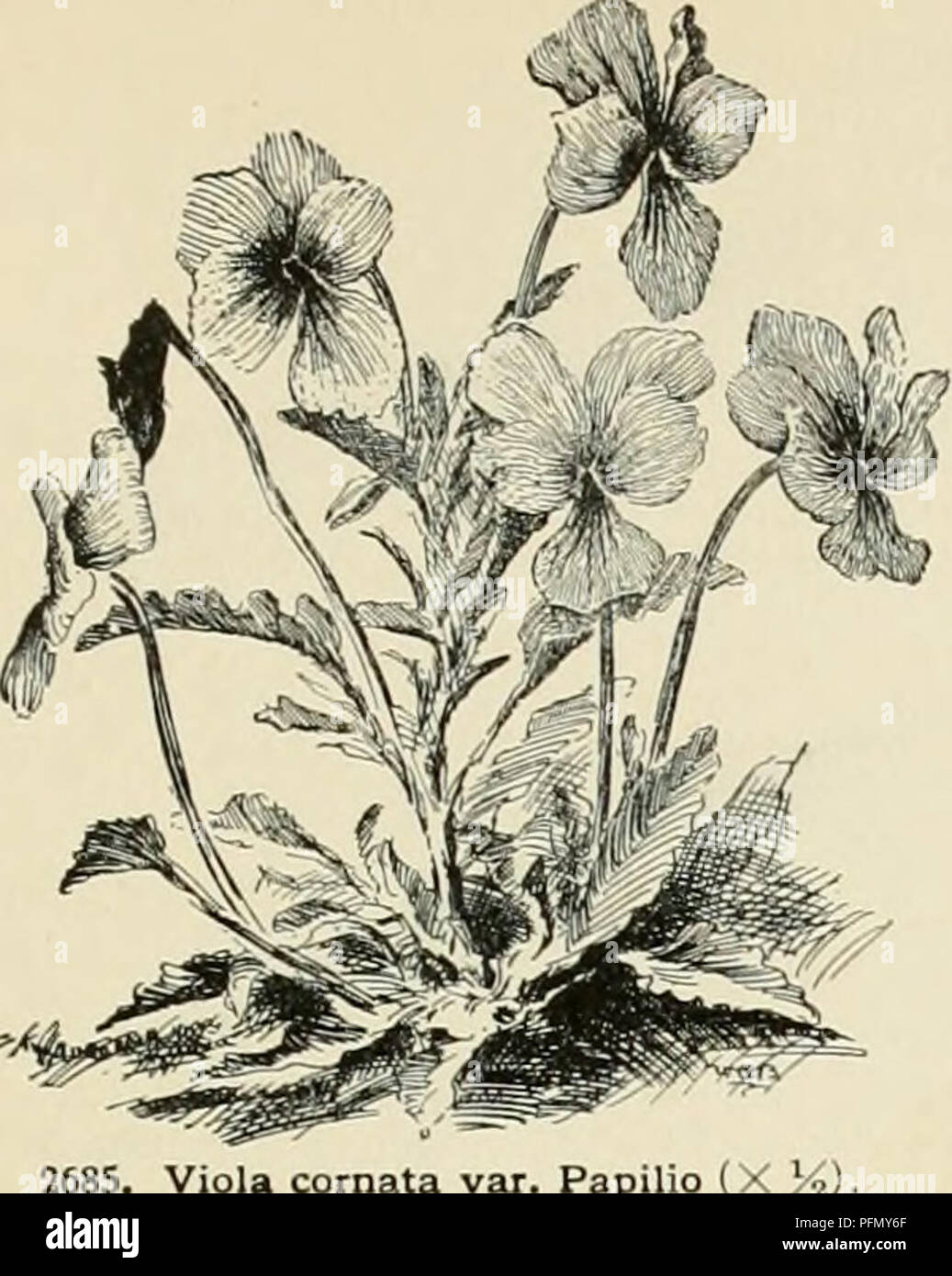 Fruits violets hi-res stock photography and images - Alamy