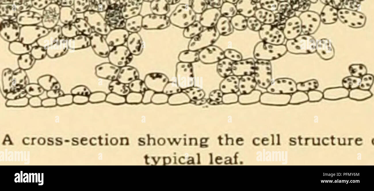 This section of the Cyclopedia covers the physiology of plants ...