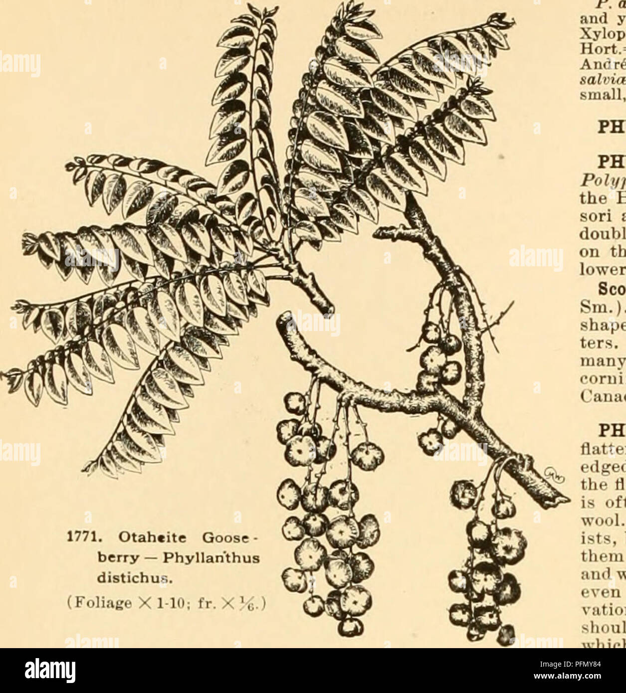 Distichous hi-res stock photography and images - Alamy