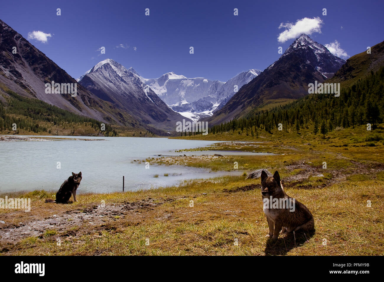 Altai dog hi-res stock photography and images - Alamy